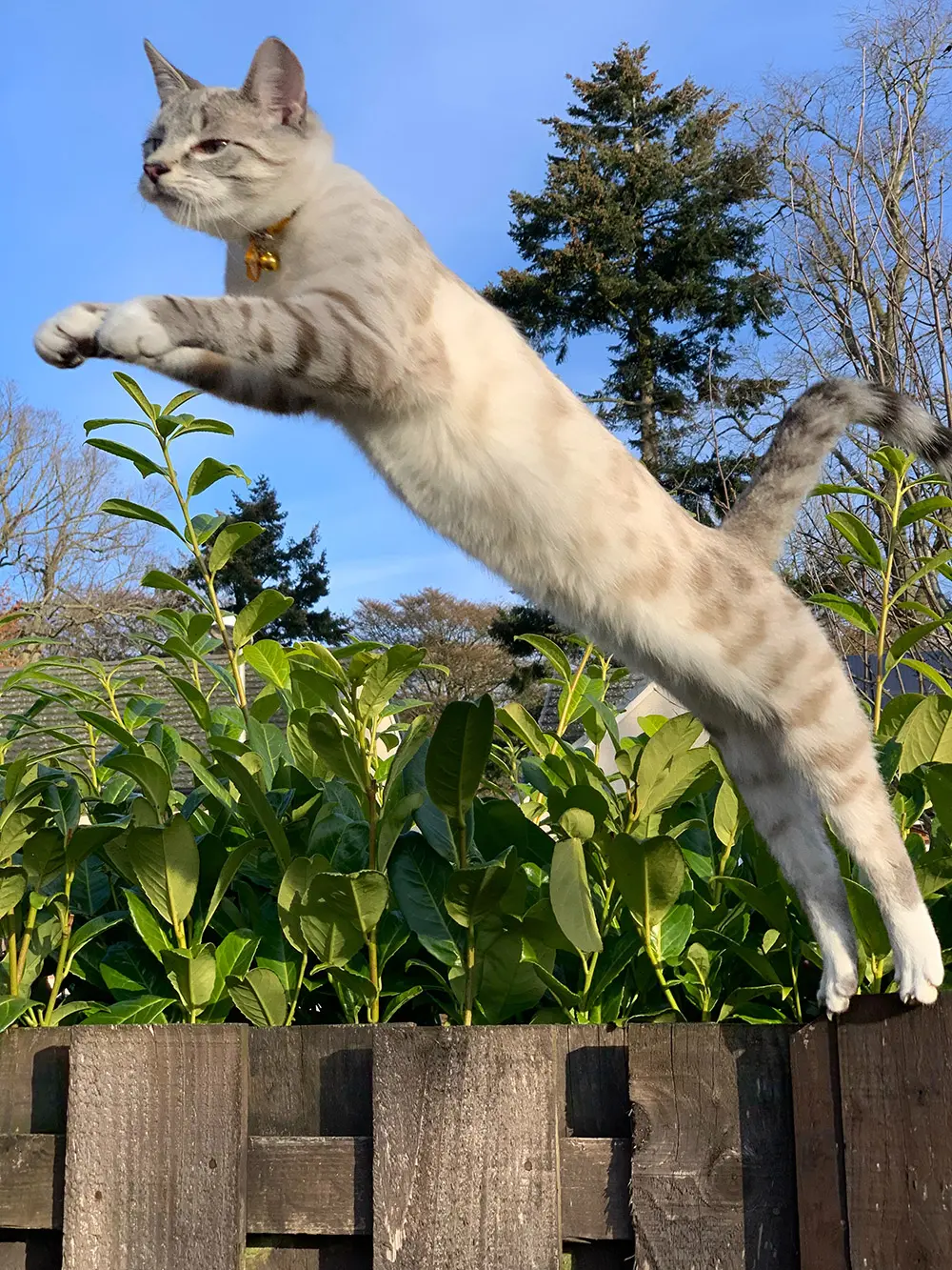Get Your Cat Moving! An Intro to Exercising Your Feline Friend